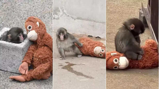 Bullied baby monkey 'Punch' slowly makes new friends, still won’t let ...