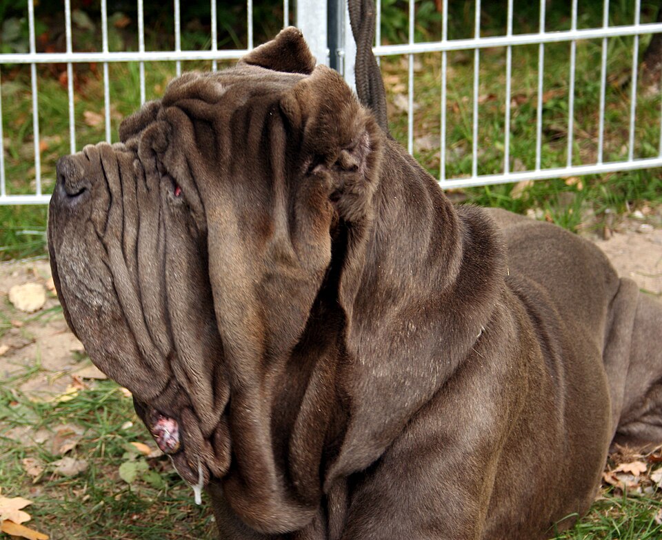 Cães de guarda: raças que unem proteção, lealdade e inteligência
