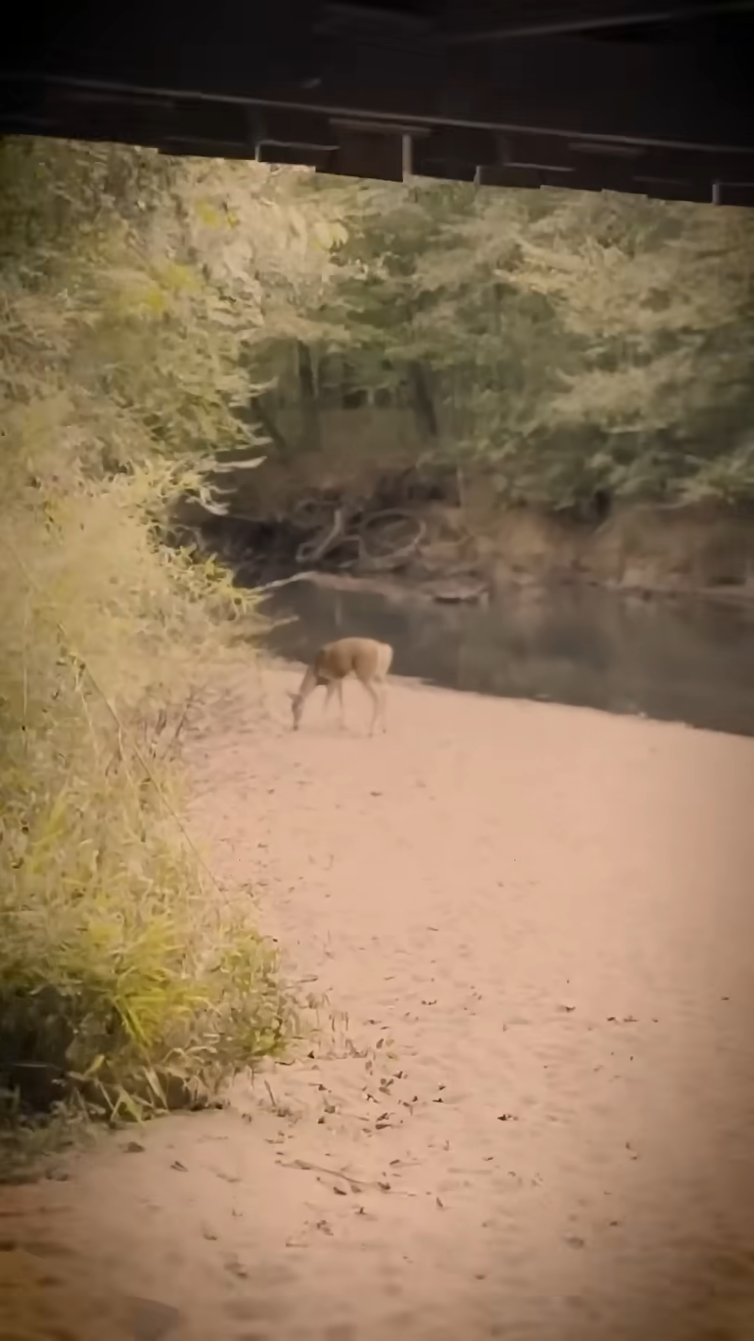 A deer calmly eating muscadines beneath a covered bridge in rural Georgia