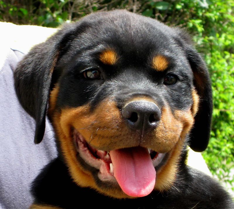 10 dog breeds that test boundaries as puppies but turn incredibly loyal