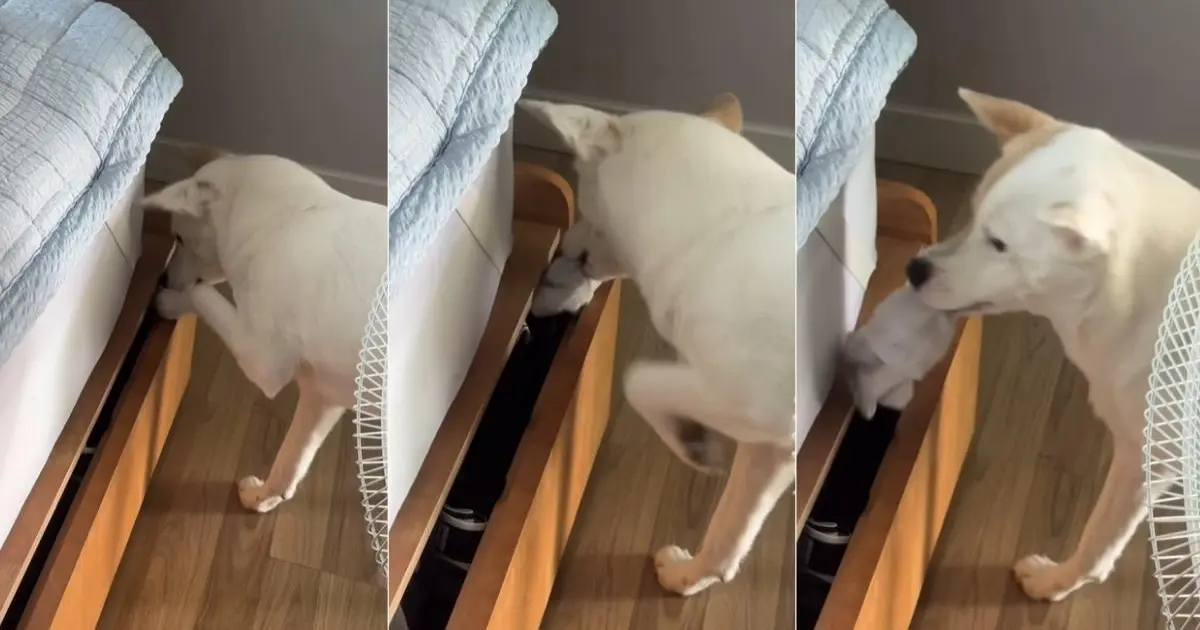 Video: Dog is totally nonchalant about stealing socks