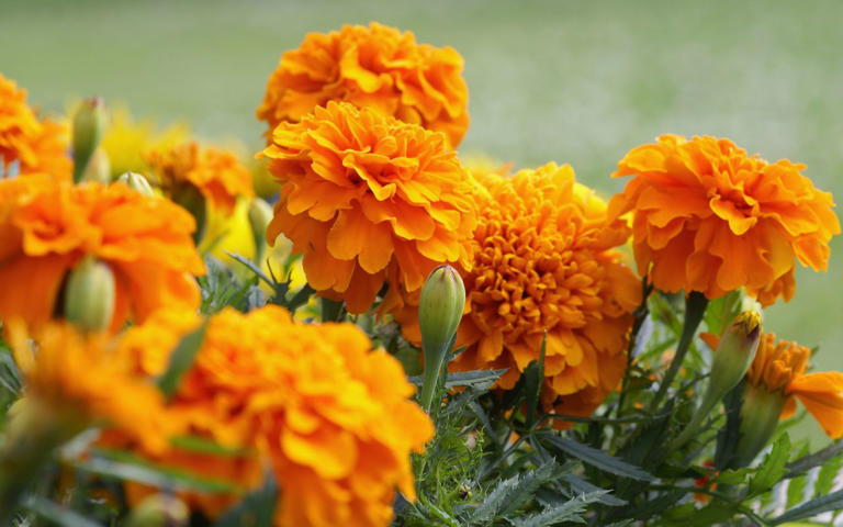 8 flowers to deadhead in July for more blooms all summer