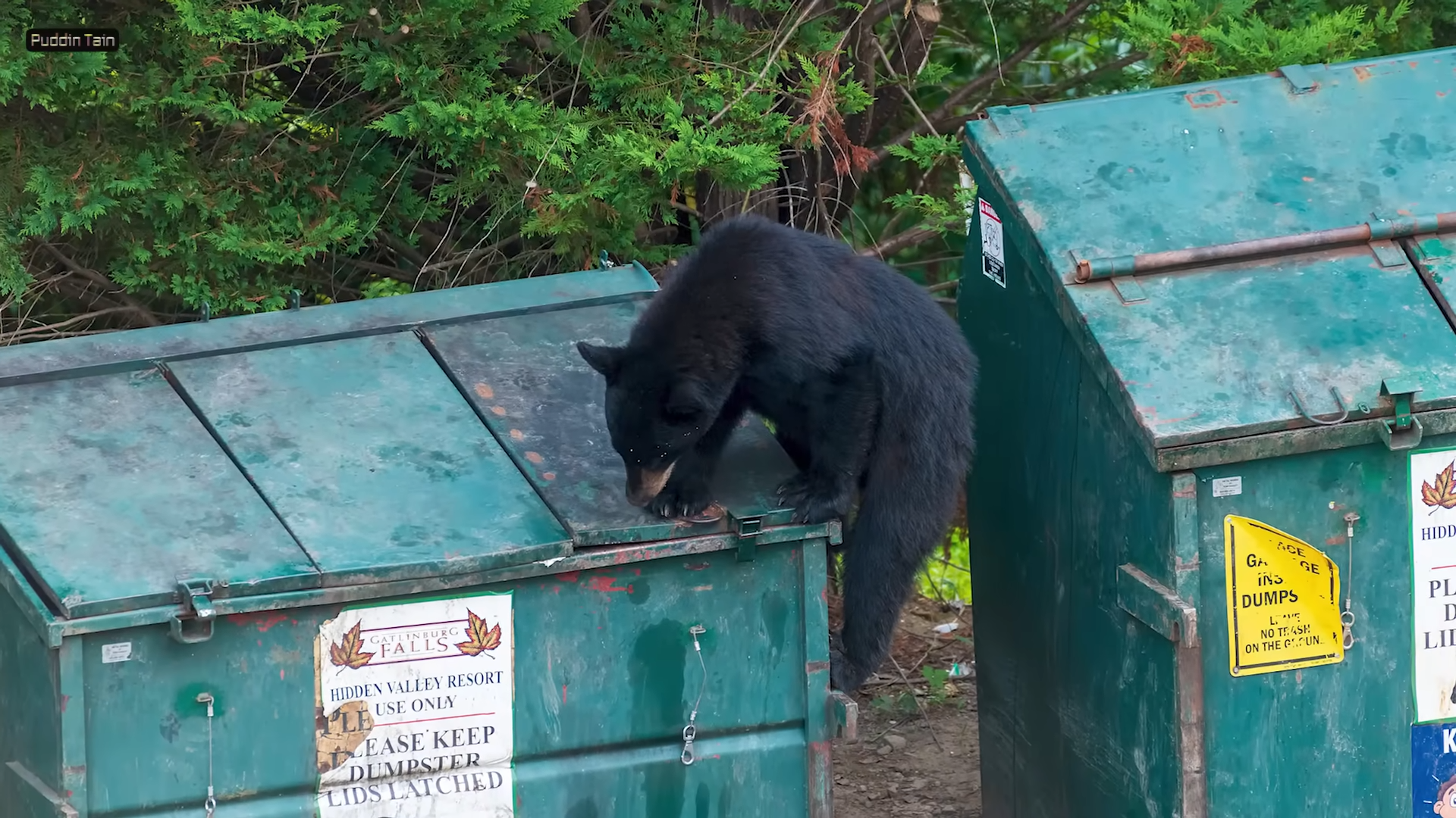 What 13 dead bears, two murders, and a church fire did to this small town