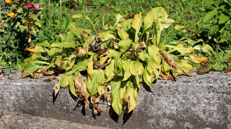 How often to water a hosta plant so it stays healthy & thriving