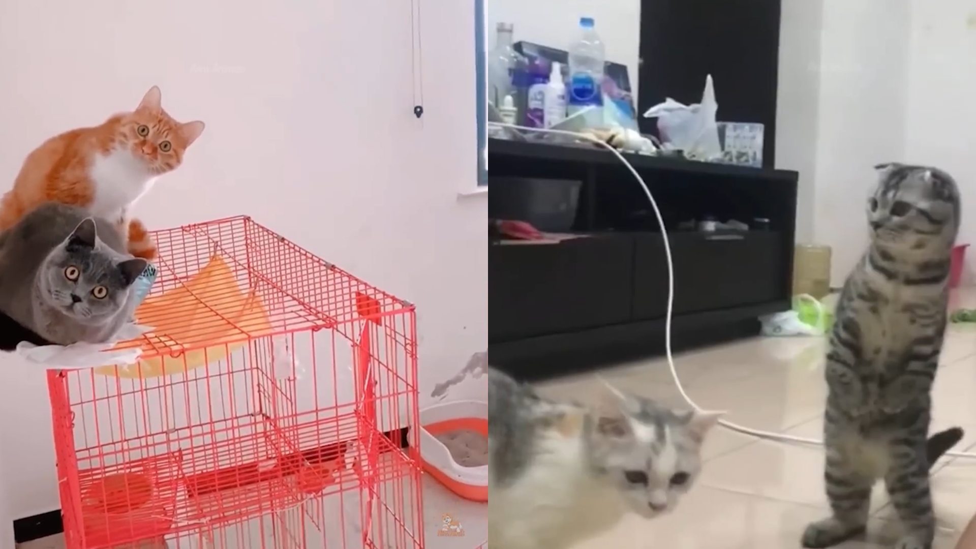 Playful indoor cats full of character