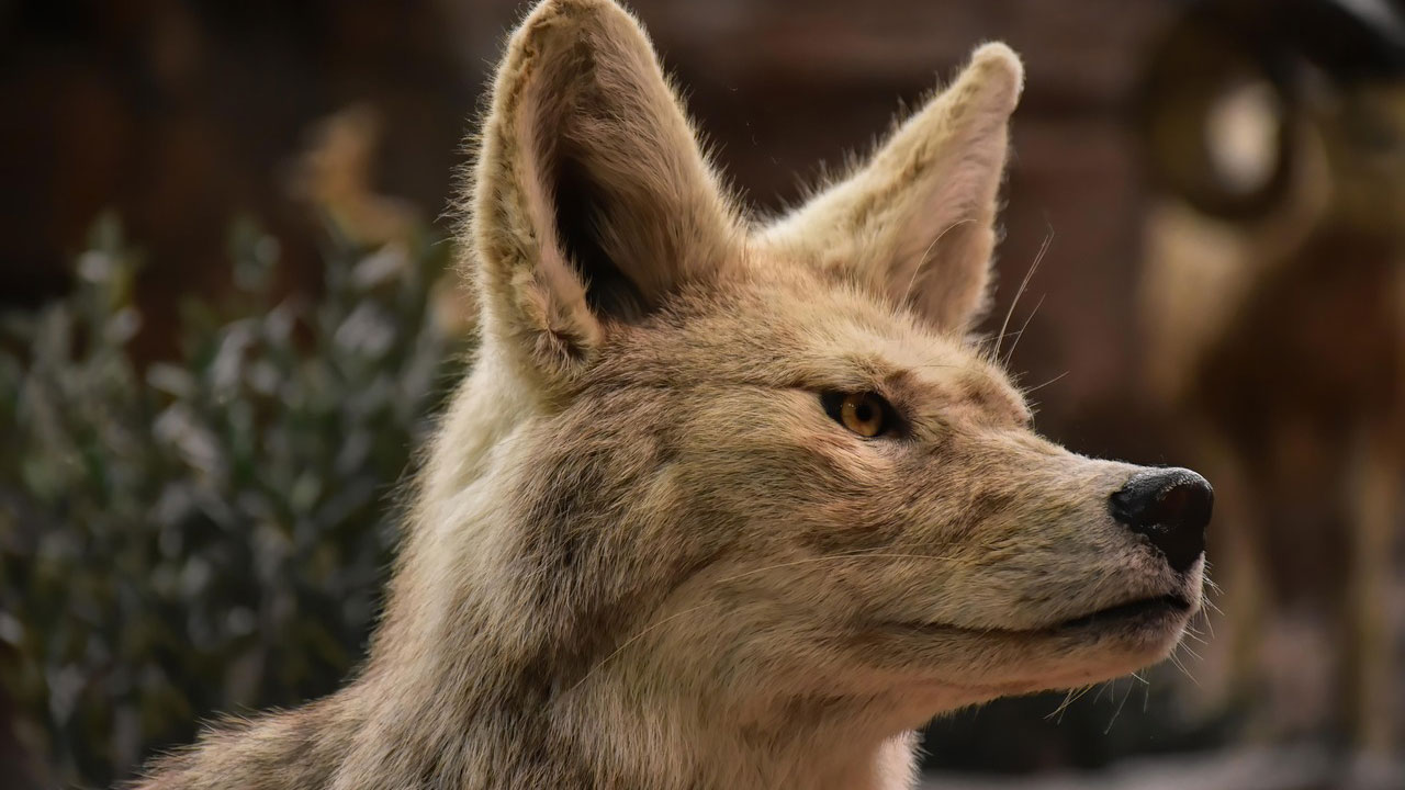 15 predator facts most people get wrong (and why it matters outdoors)