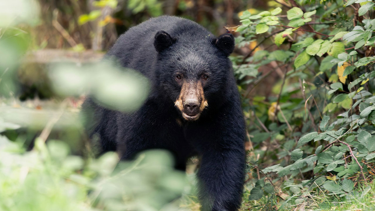 The animals that go silent right before they attack