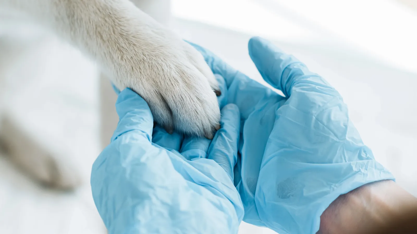 The real cause of rising vet bills and how to keep them under control