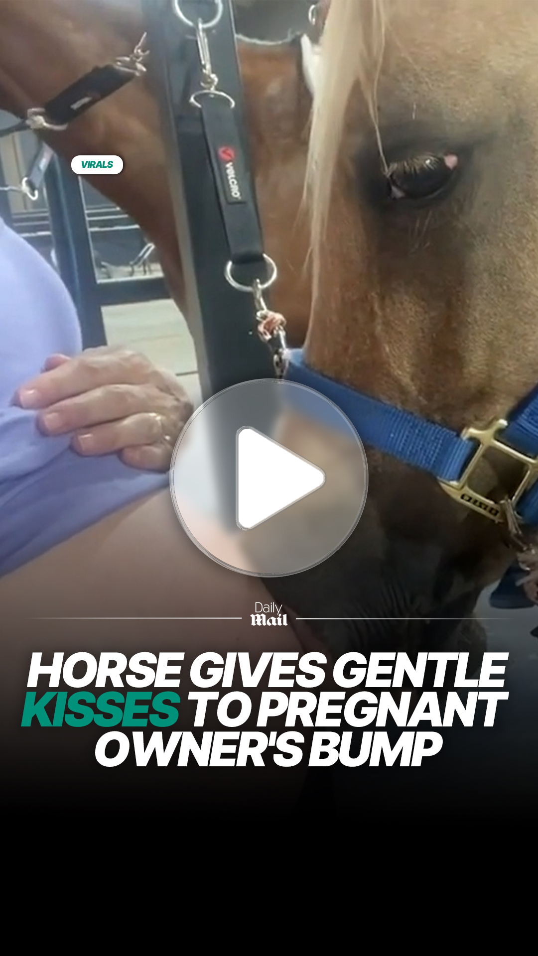 Horse curiously nuzzles owner’s baby bump