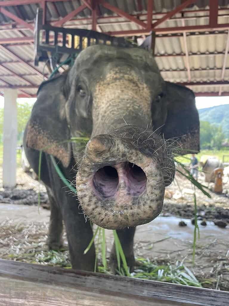 Elephant whiskers are structured like Swiss cheese and it makes them ...