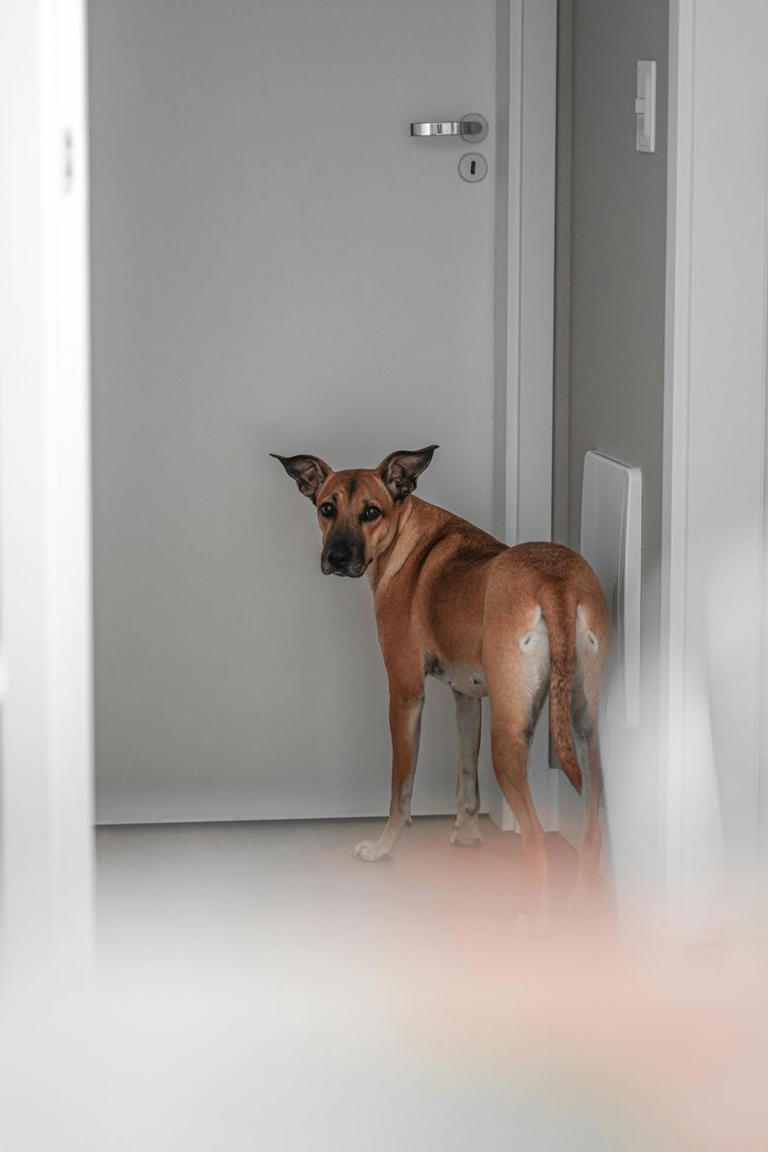 9 everyday noises that make dogs anxious and 6 that soothe them