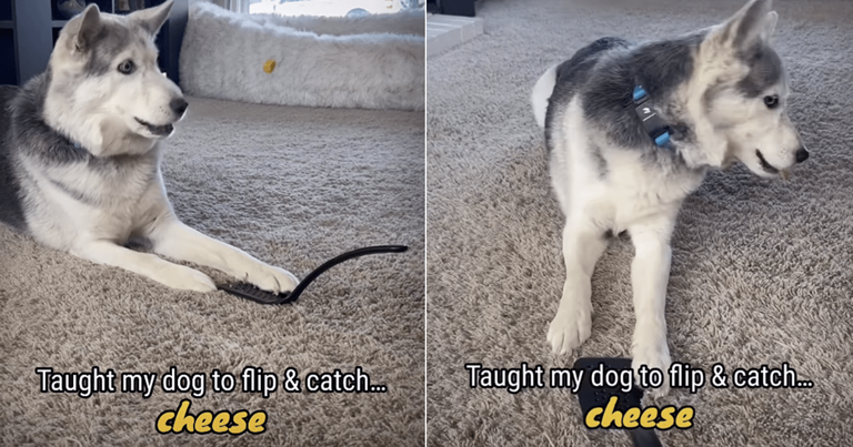 Video: Dog shows expertise in cheese catching