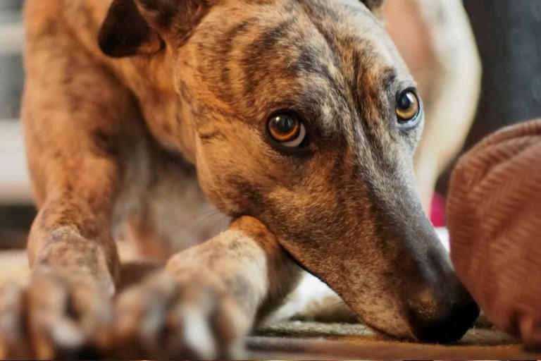Retired racing greyhounds helped by generous donation from Woodhall Spa ...