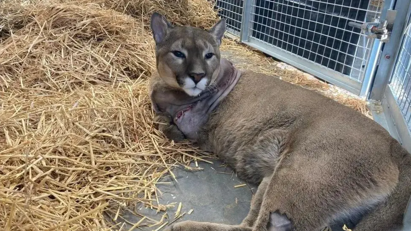 Three-legged puma remembered with memorial
