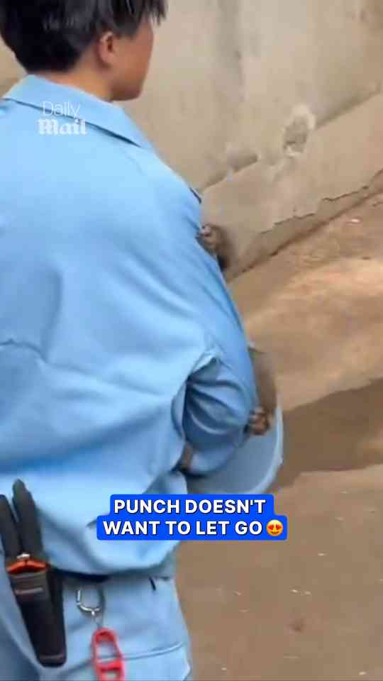 Young macaque Punch clings to zookeeper during feeding