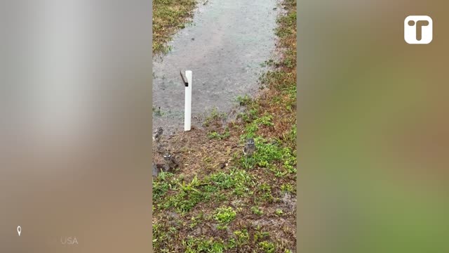 Resident rescues burrowing owls after storm destroys their habitat