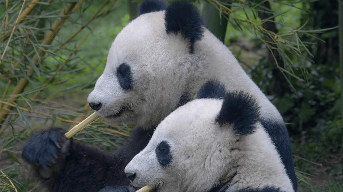 Top 7 animals that most often reject their young in the wild