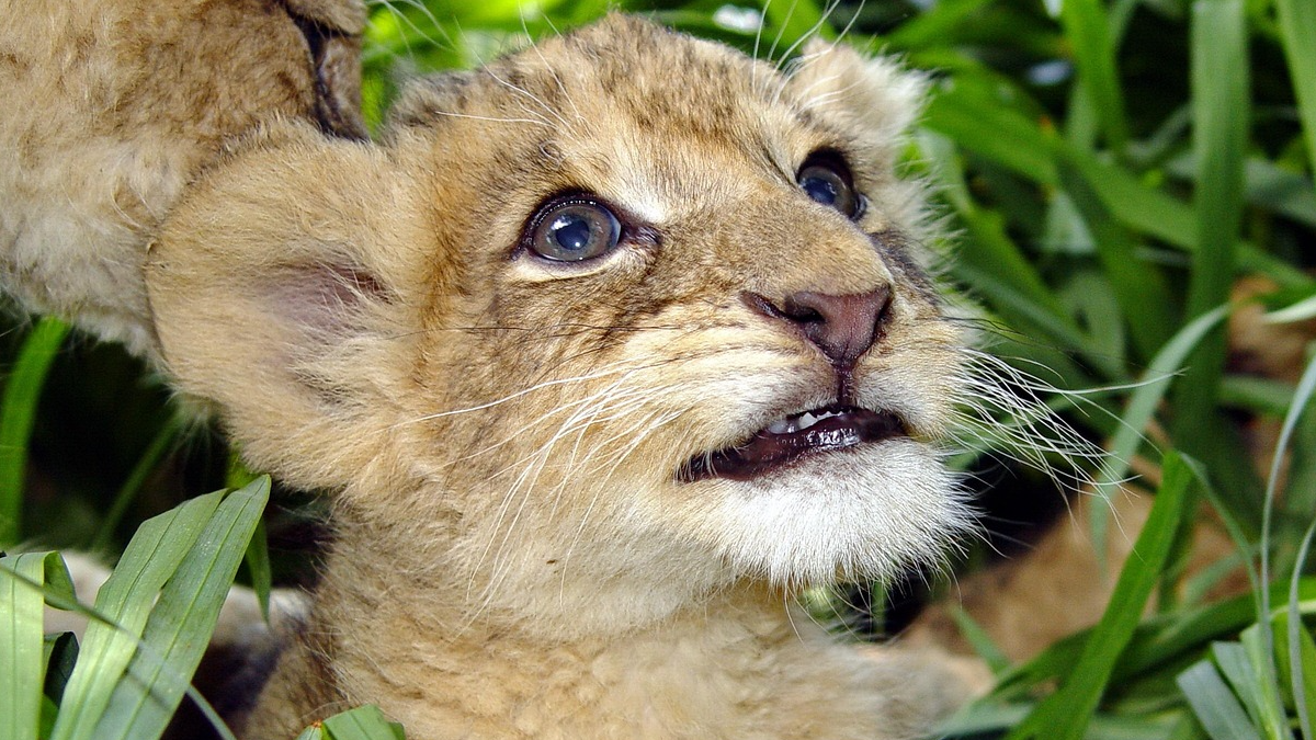 Top 7 animals that most often reject their young in the wild
