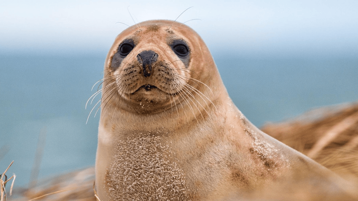 Top 7 animals that most often reject their young in the wild