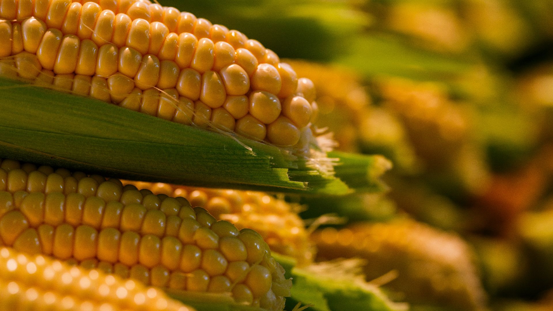 20 foods that actually saved the world and changed history