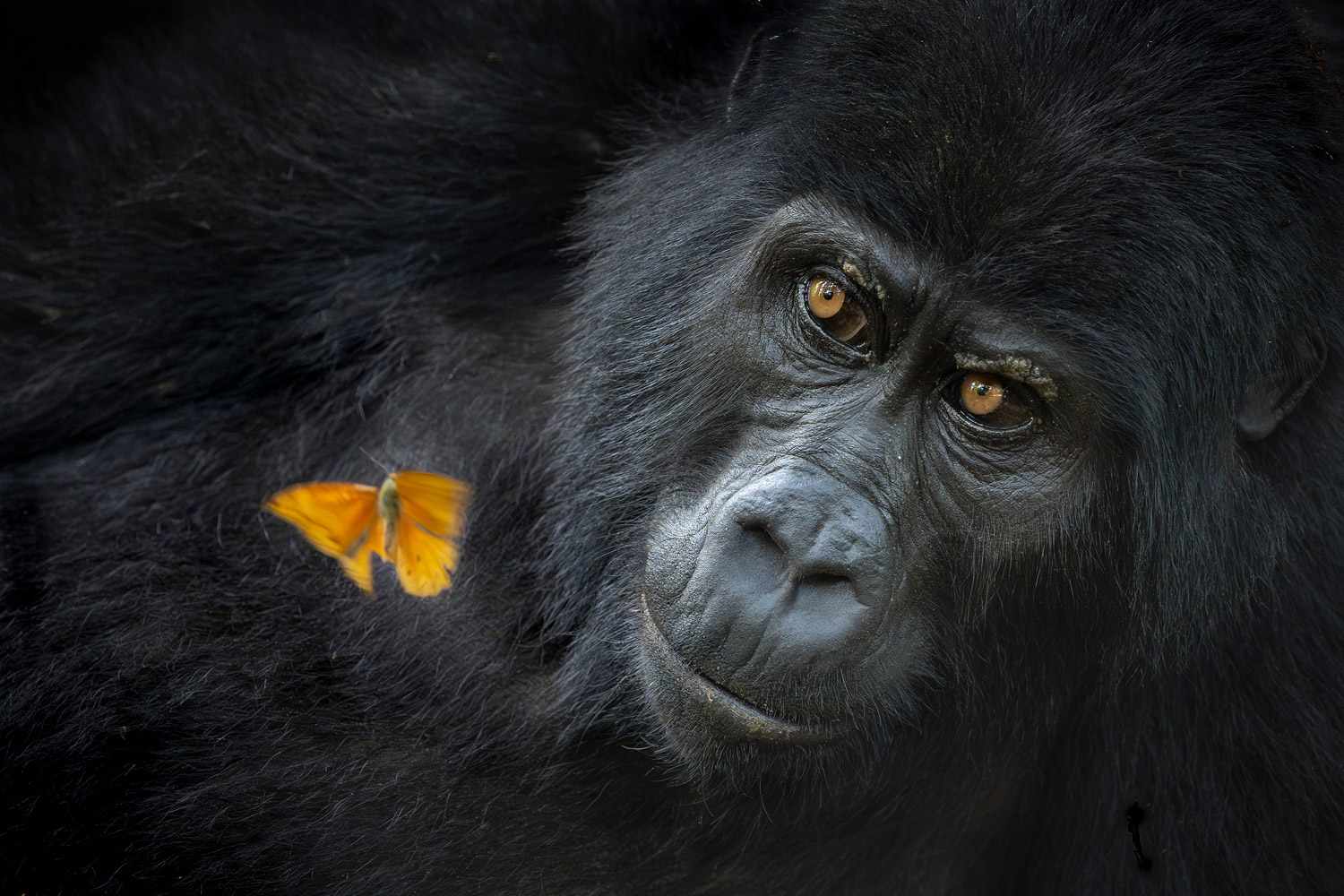 Gorilla gently admiring butterfly among the stunning and shocking ...