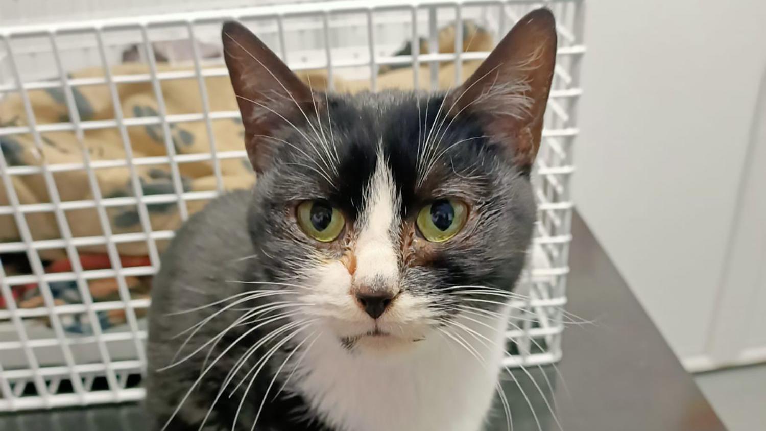 College worker drives 24km with cat in car engine