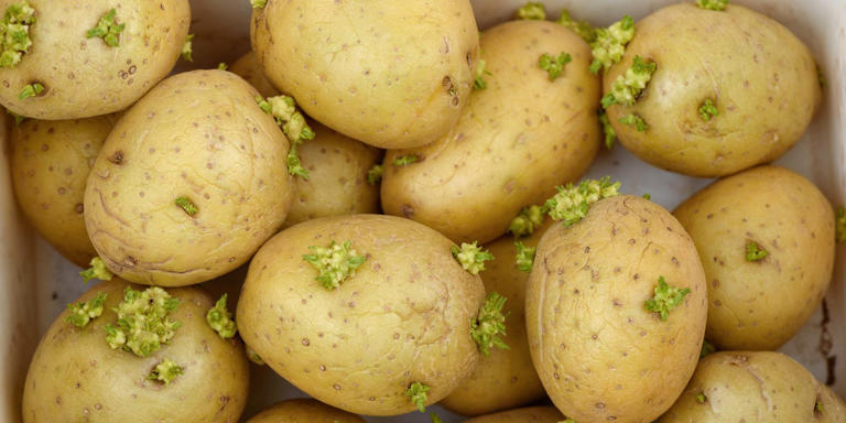 PSA: Potatoes can be toxic—here’s how to tell if they've gone bad
