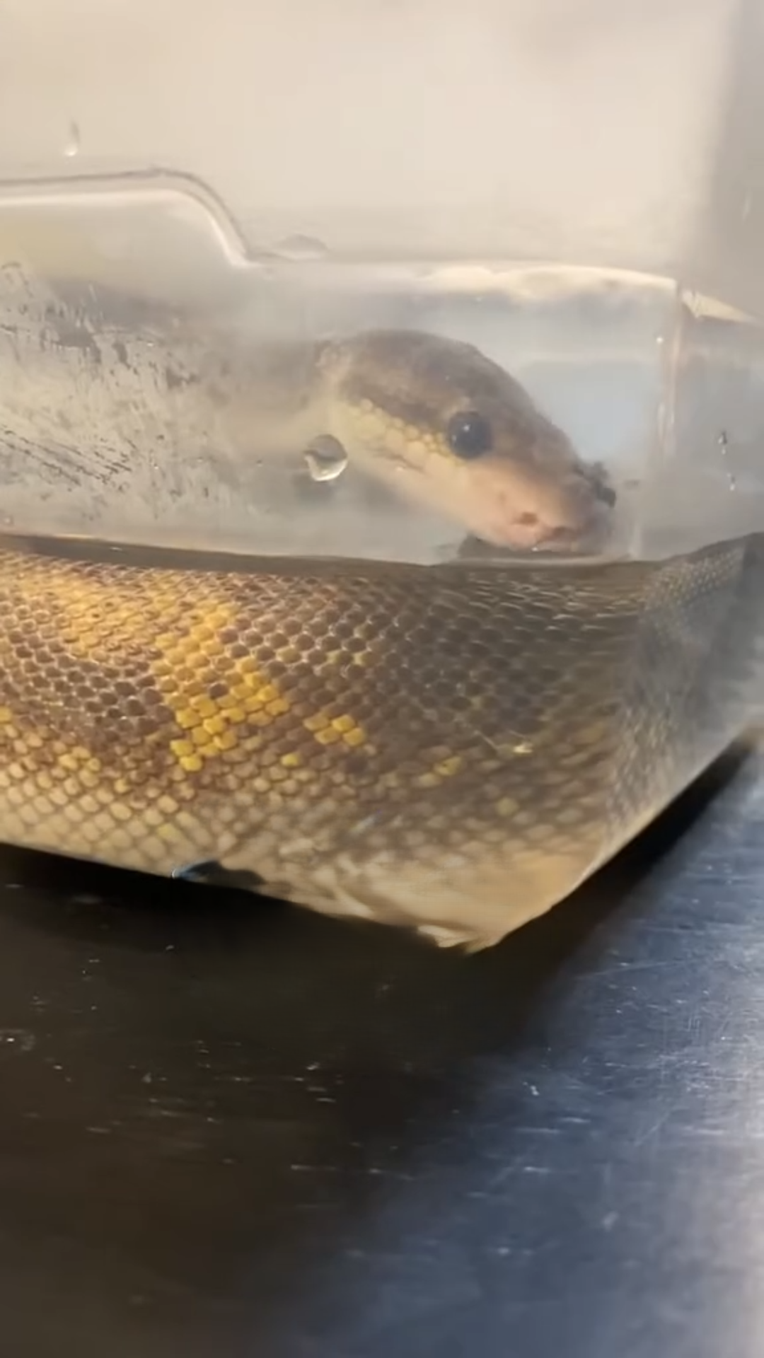 Sometimes stuck sheds happen, here’s how to remove them safely!