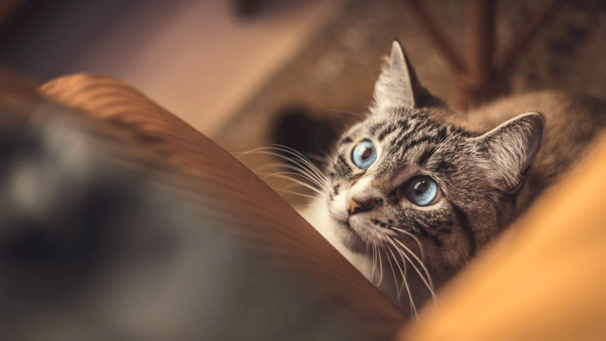 Is your cat not the same anymore? 6 signs that indicate he's sad ...