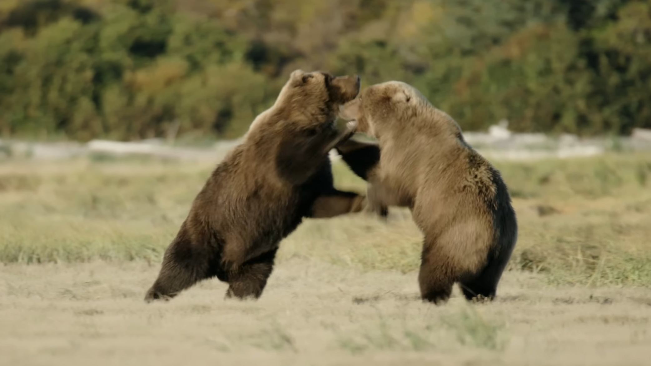 Watch what happens when two grizzly bears get into a fight
