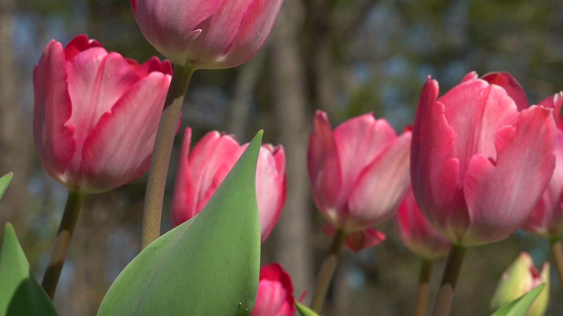 East Texas Christmas tree farm blossoms into spring tulip destination