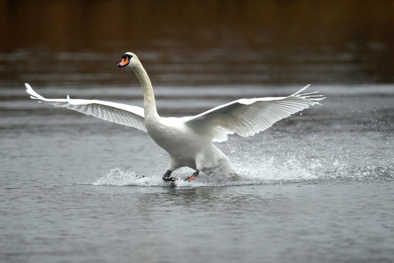 Dozens of dead swans found in London spark fears of bird flu outbreak