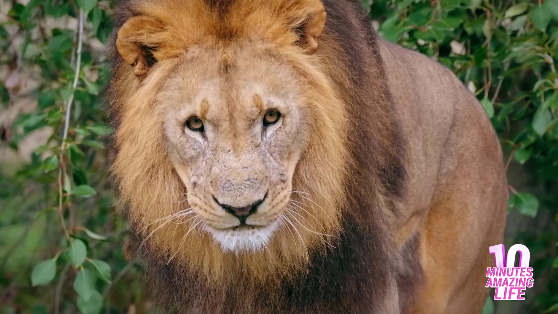 African lion freezes after detecting movement nearby