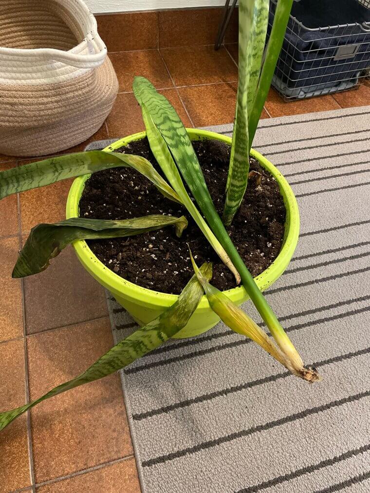 Houseplant care myths that do more harm than good