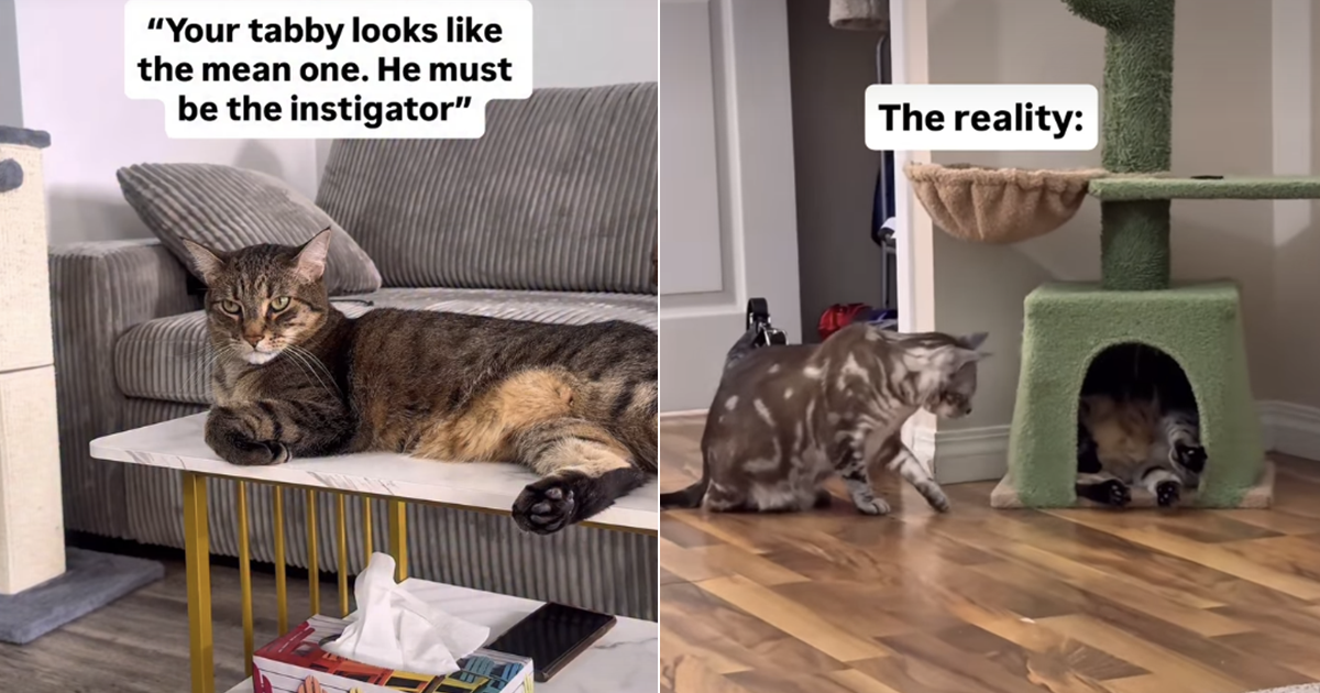 Video: Owner reveals real 'instigator' between two cats