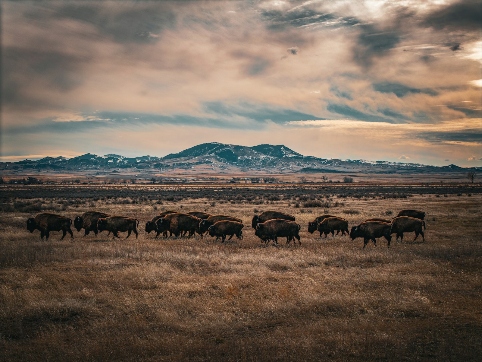 Brilliant facts about the American bison