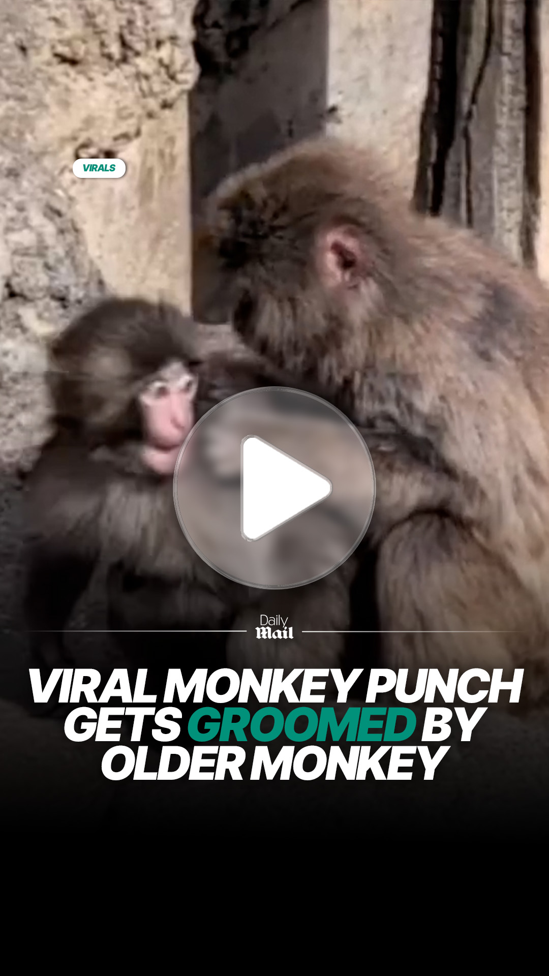 Young macaque Punch groomed by older monkey at zoo
