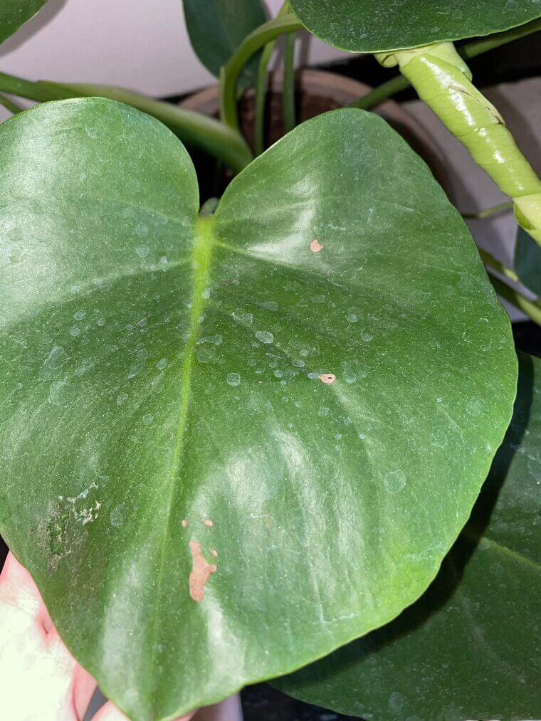 Houseplant care myths that do more harm than good