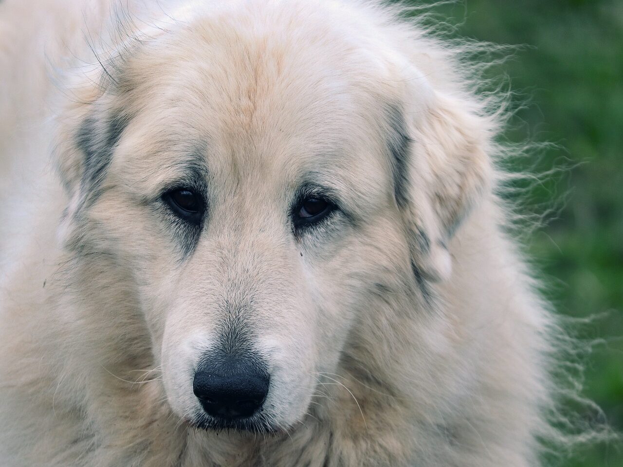 15 signs your dog needs a vet ASAP