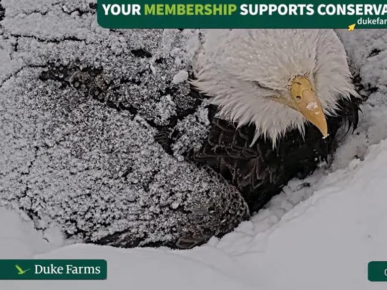 1 bald eagle egg hatches, another dies at Duke Farms