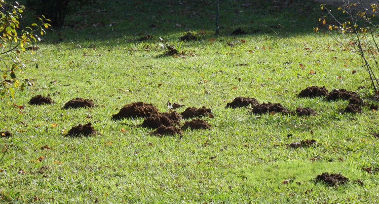 How to tell what animal is digging holes in your yard