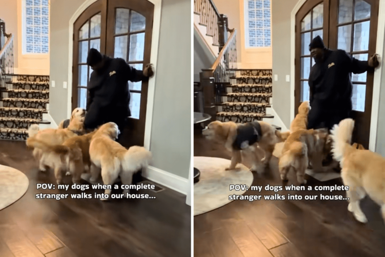Four golden retrievers notice stranger entering home, they know what to do