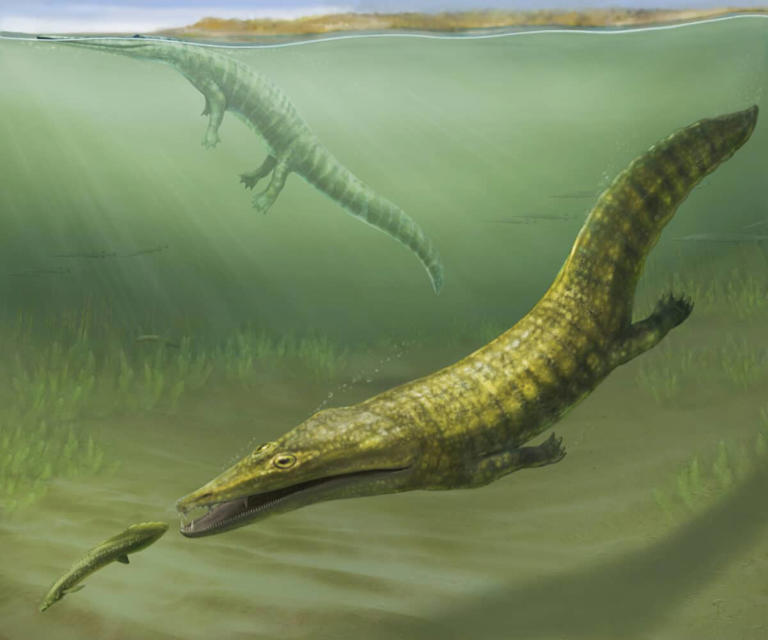 Scientists discovered a fossil hiding in a museum all along, and it ...