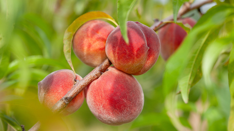 Grow this peach tree variety for delicious fruit & stunning spring blooms