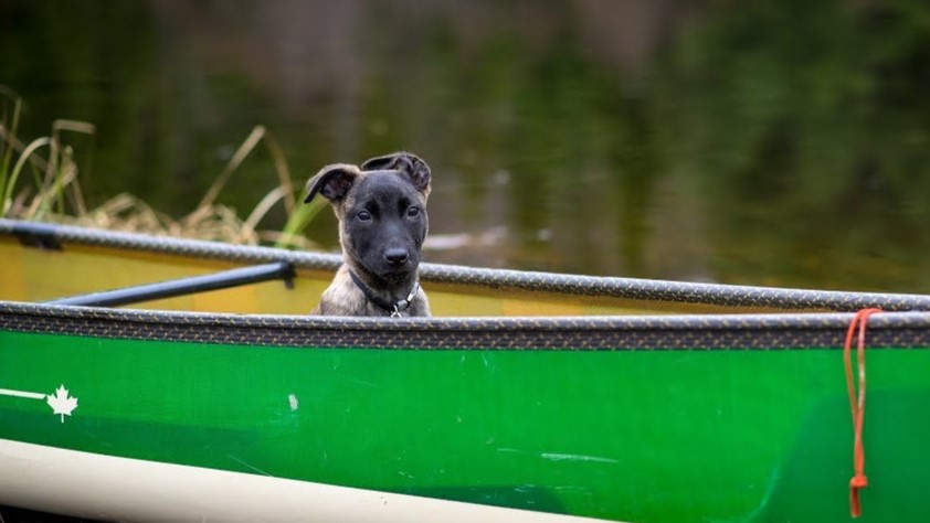 From shaking puppy to fearless canoe warrior in 7 days - he owns the water