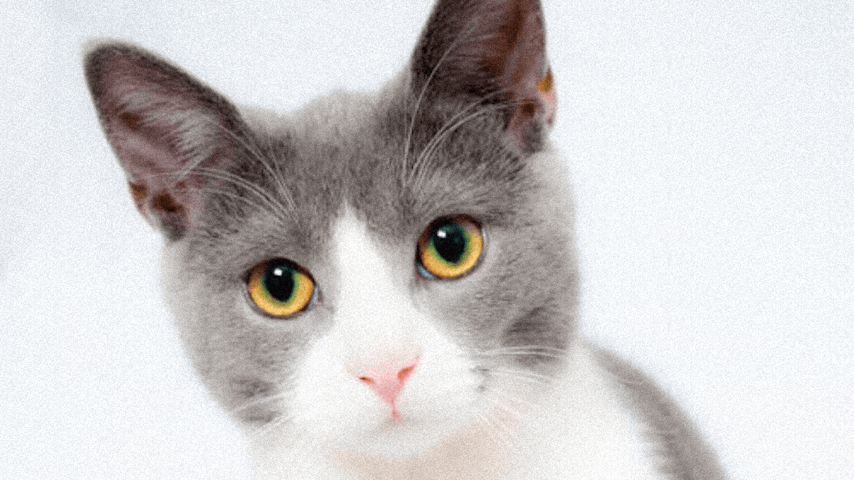 6 pieces of evidence that your cat would be in jail if it were a human