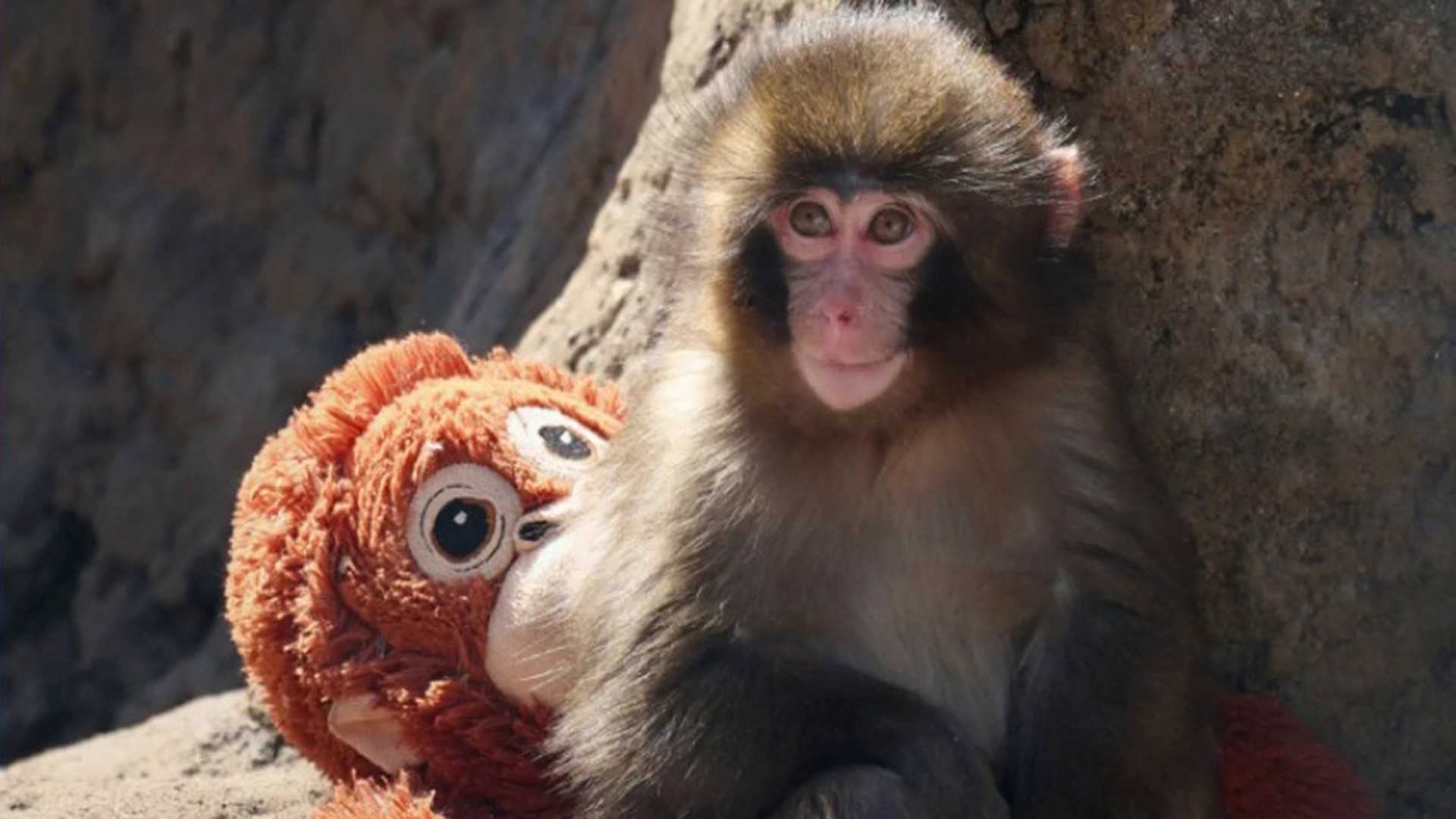 Punch the Monkey goes viral for carrying comfort stuffie