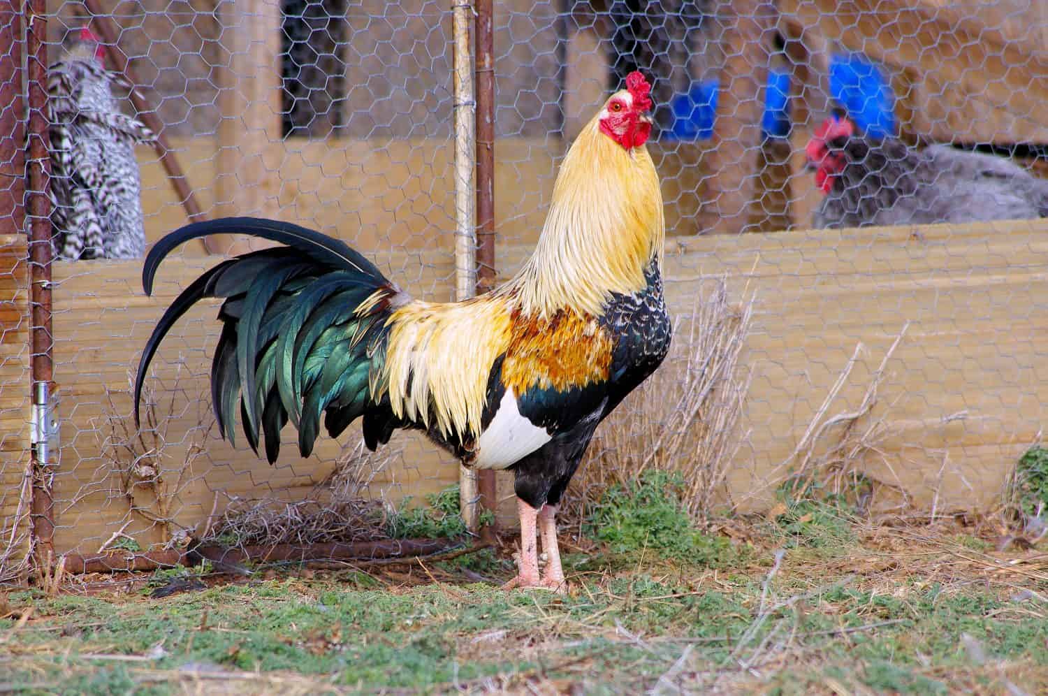 9 chicken breeds not ideal for first time chicken owners