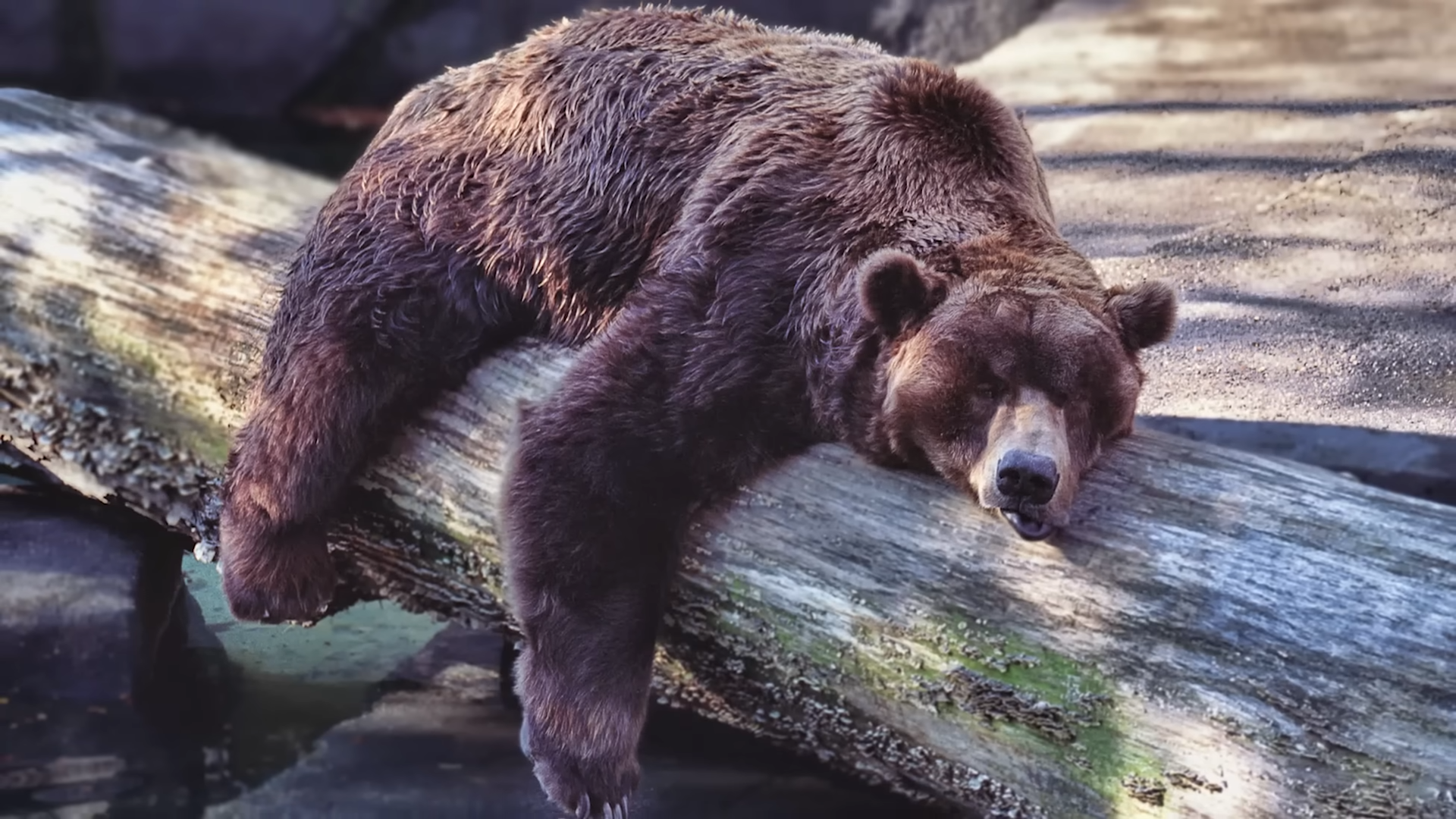 7 animal myths you still believe