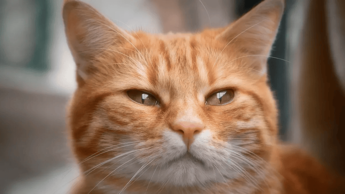 6 pieces of evidence that your cat would be in jail if it were a human